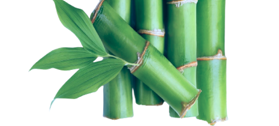Horsetail & Bamboo: Overlooked Limitations Horsetail & Bamboo: Overlooked Limitations